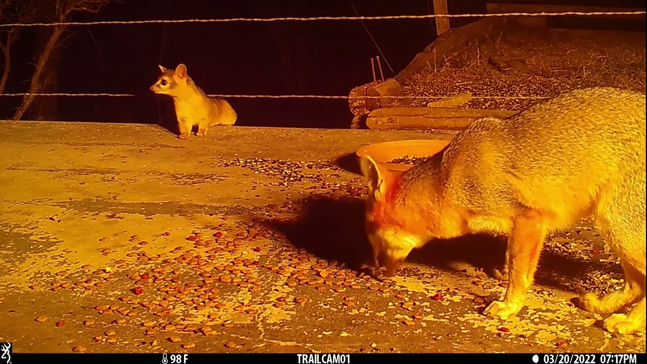 Ringtail & Grey Fox Interaction - Interesting to Watch - YouTube