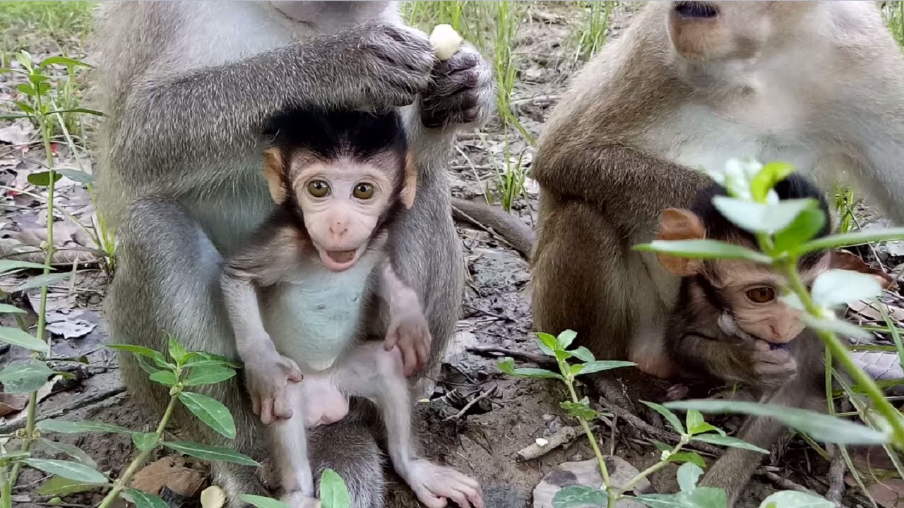 Do You Love My Baby Monkey Yes Or No Real Face ST516 Mono Monkey - YouTube