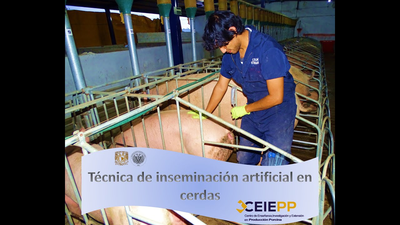 TÉCNICA DE INSEMINACIÓN ARTIFICIAL EN LA CERDA - YouTube