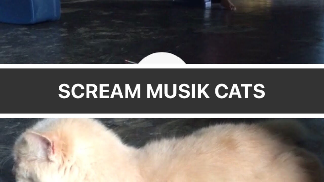 SCREAM( cats musik ) - YouTube