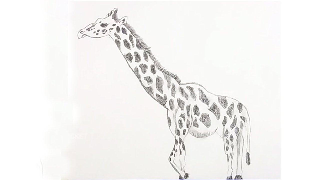 How to Draw a Giraffe for Beginners | Pencil Sketch Drawing ...