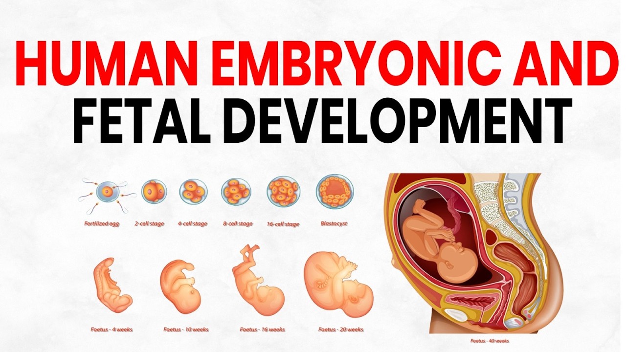 Embryology Fetal Development | Pregnancy Week by Week | Pregnancy ...