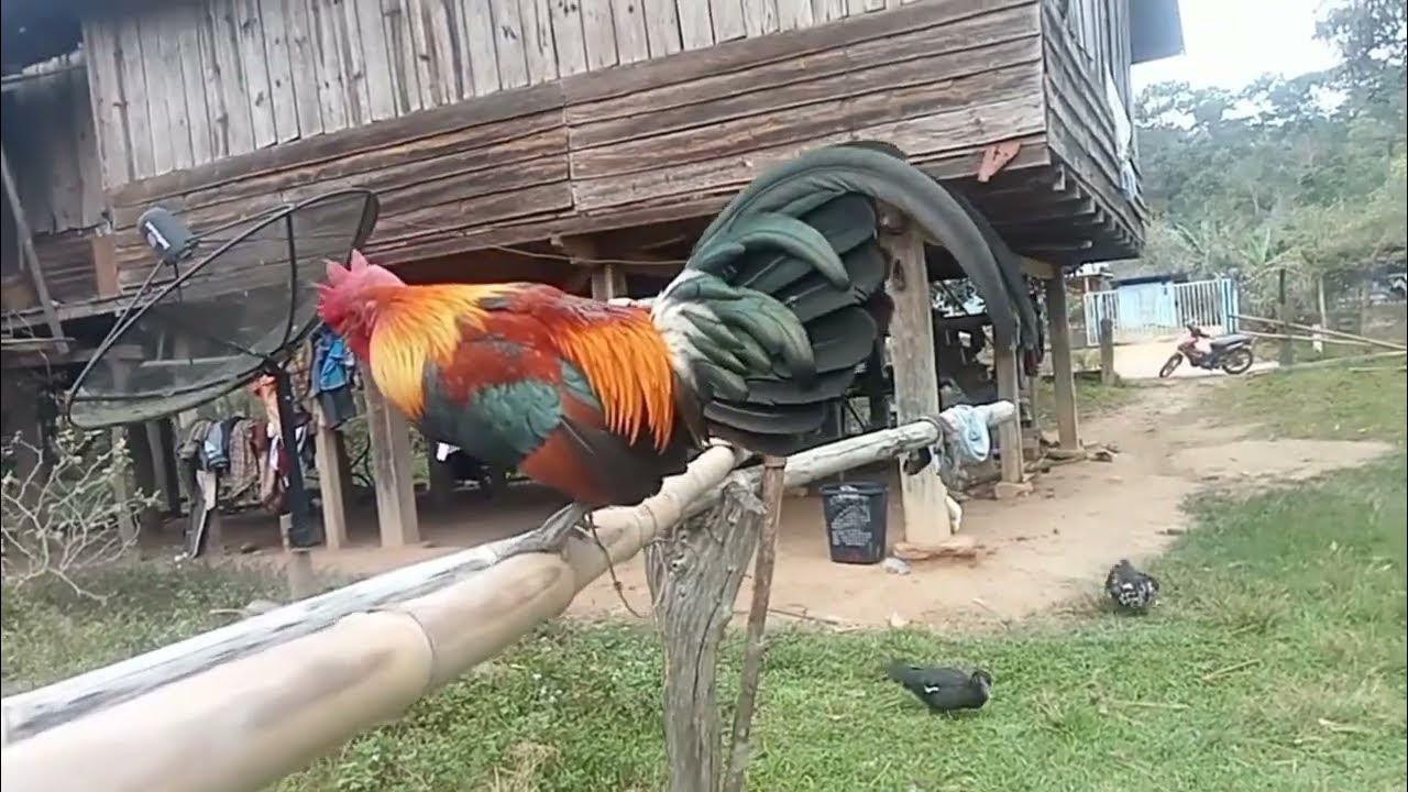 thaum twg lo saib qaib dib xwb nawb cov neeg nyiag qaib na - YouTube