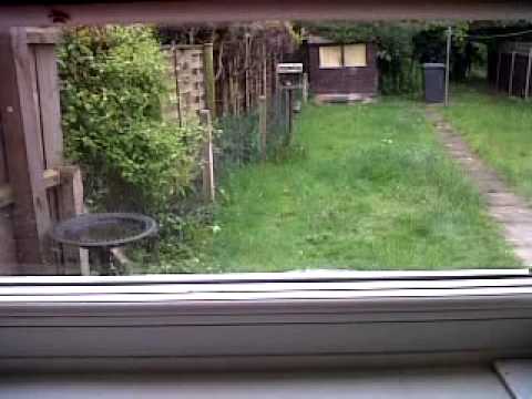 ALIEN LOOKING IN WINDOW - YouTube