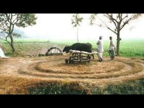 Old village culture |1950 old village life|Old culture - YouTube