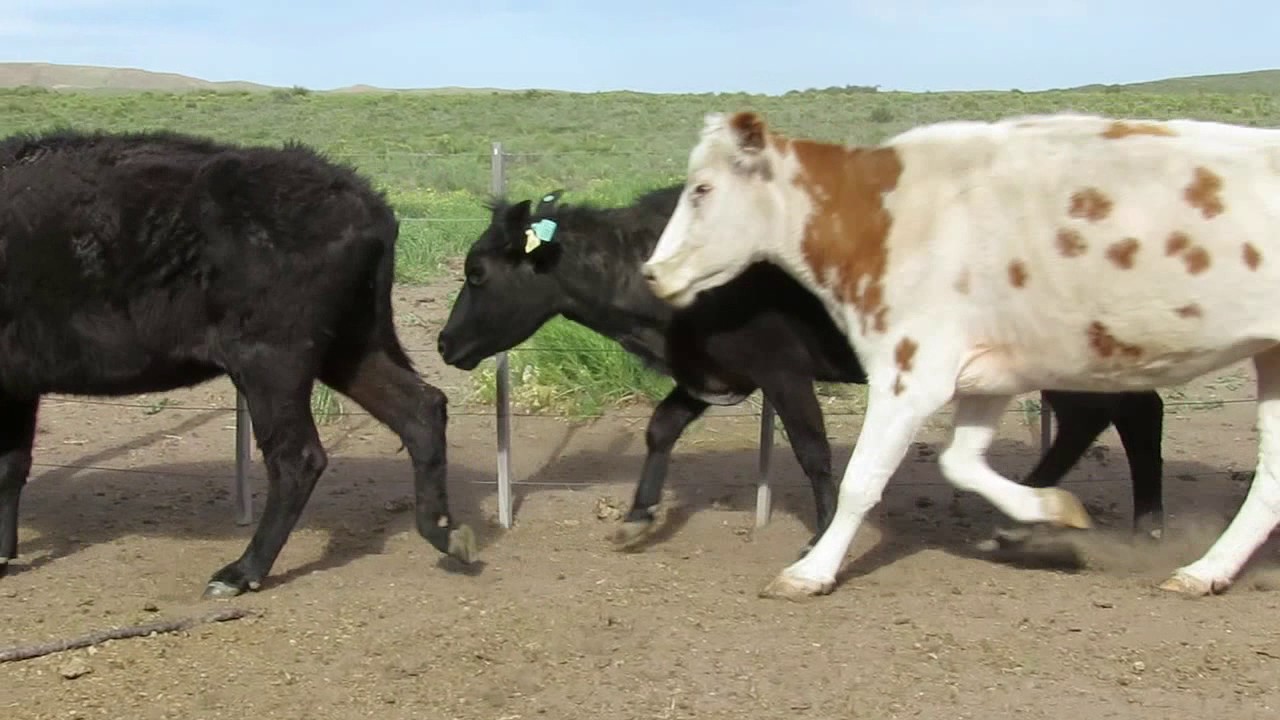 10 VACAS VACIAS MDZA - YouTube