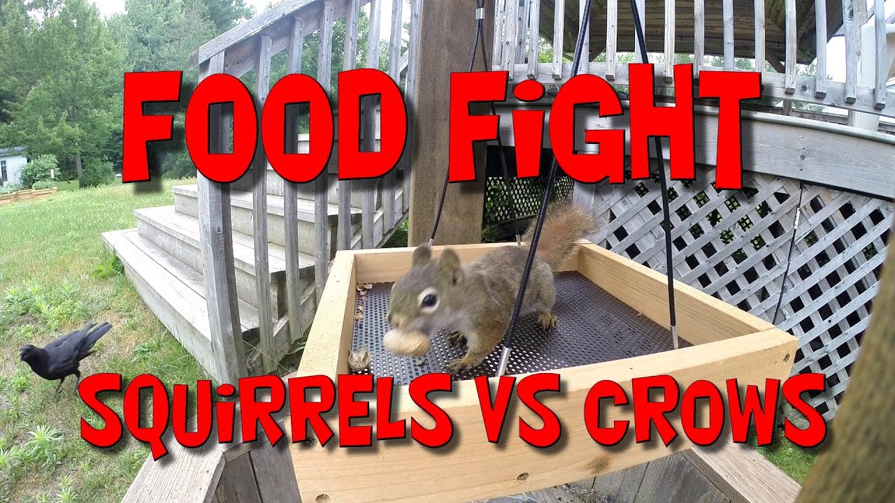 FOOD Fight Squirrels vs Crows - YouTube