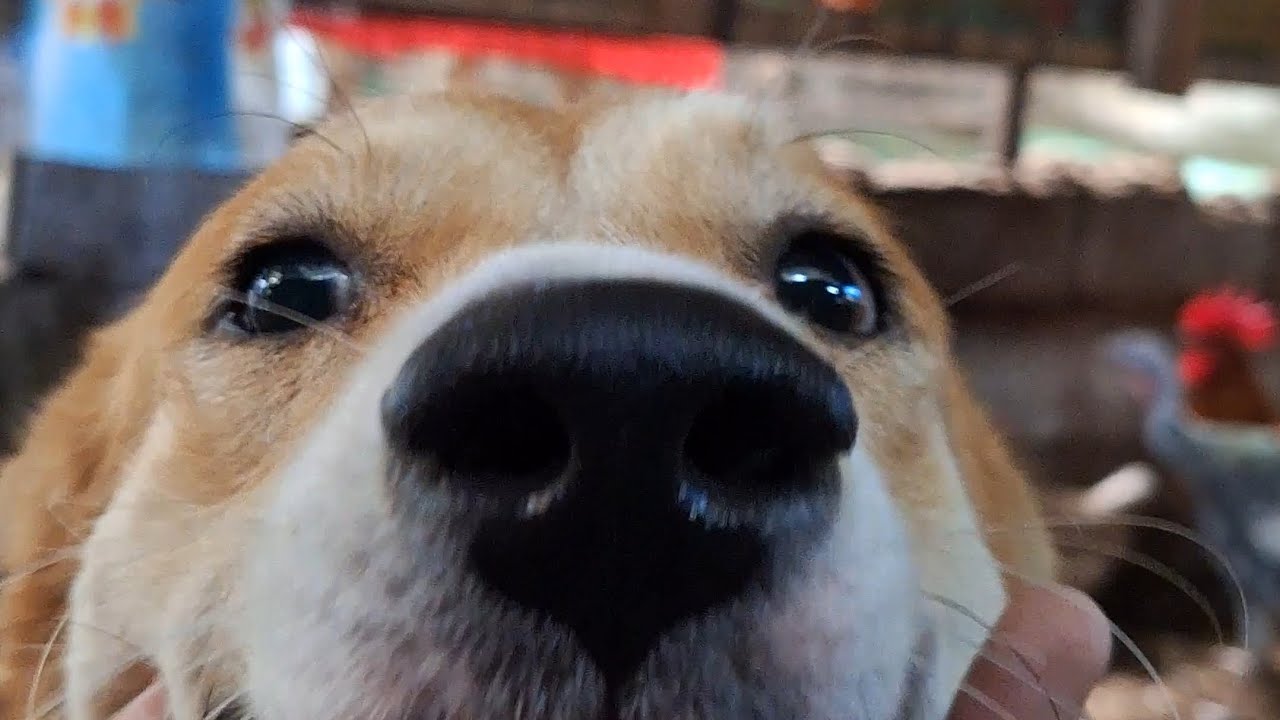 Si Hiro na ayaw tantanan ang gansa! | Mga alagang hayop sa bakuran ...