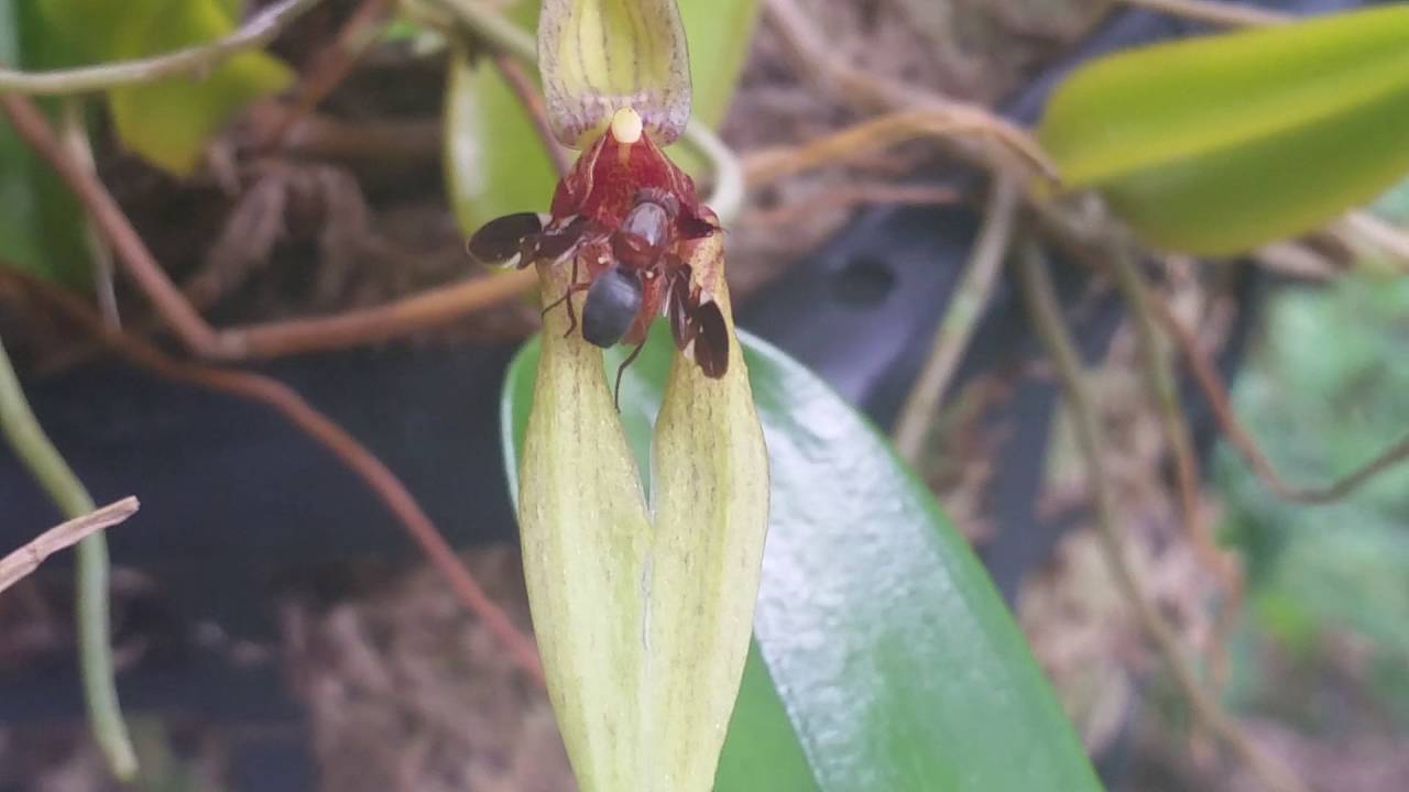 Pollinators of my orchid Bulbophyllum biflorum - YouTube