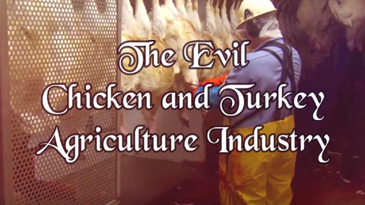 The Evil Chicken & Turkey Agriculture Industry (Official Short Animal ...