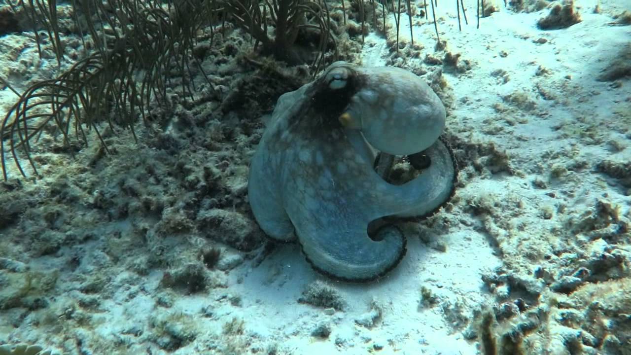 Octopus Bonaire Jan 2014 WMA - YouTube