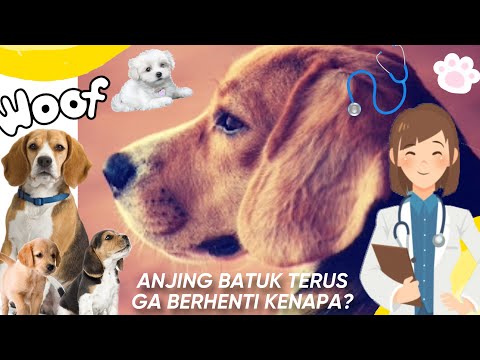 ANJING BATUK OBATNYA APA? DOKTER HEWAN BAGUS PDHB DR.CUCU SUNTER ❤️