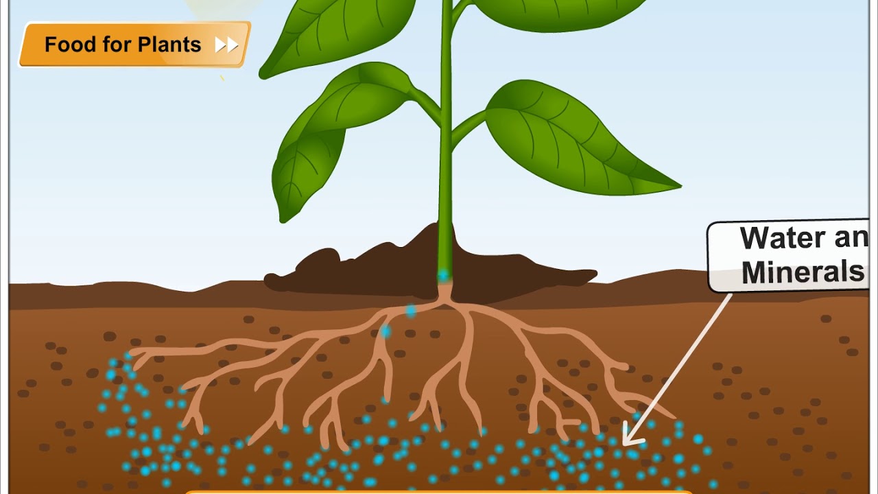 Food From Plants | Environmental Studies Class 5 - YouTube