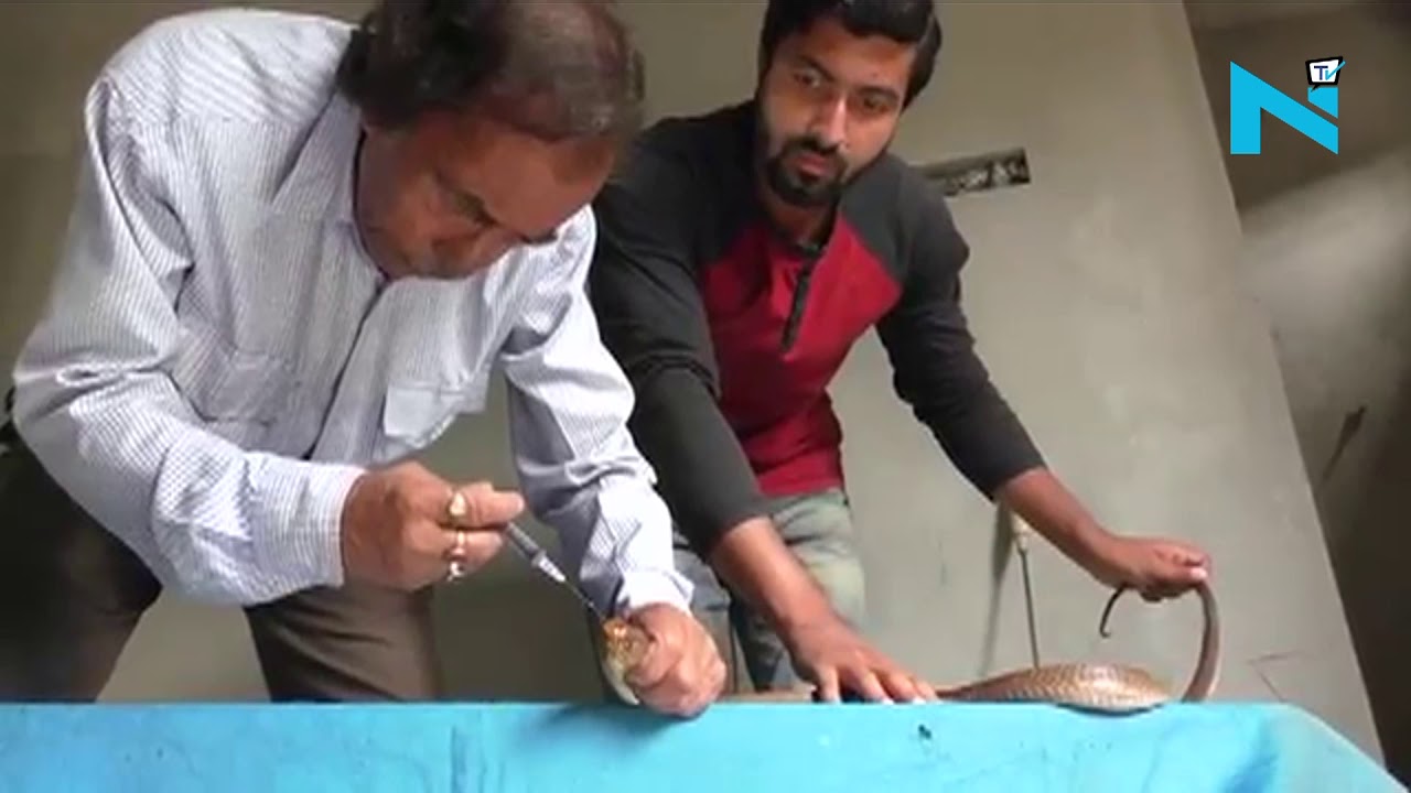 Meet the only snake doctor of India - YouTube