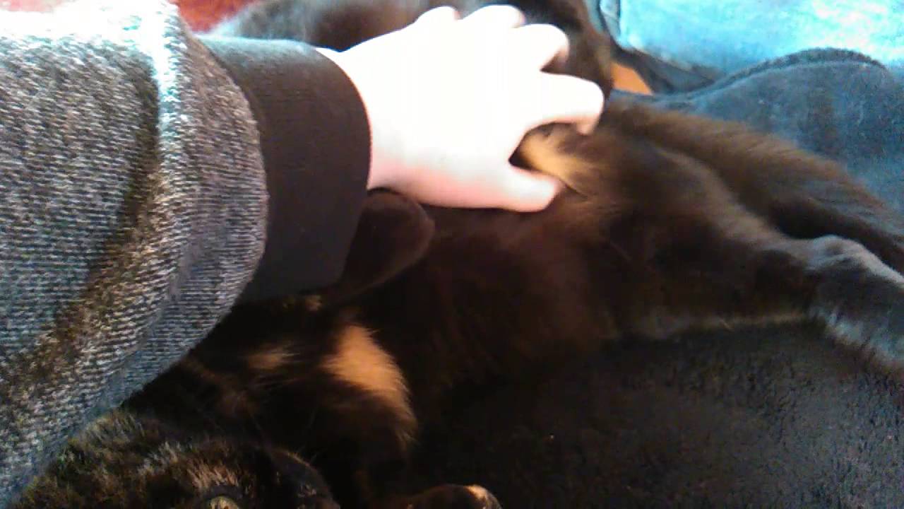 Fat cat belly trap - YouTube