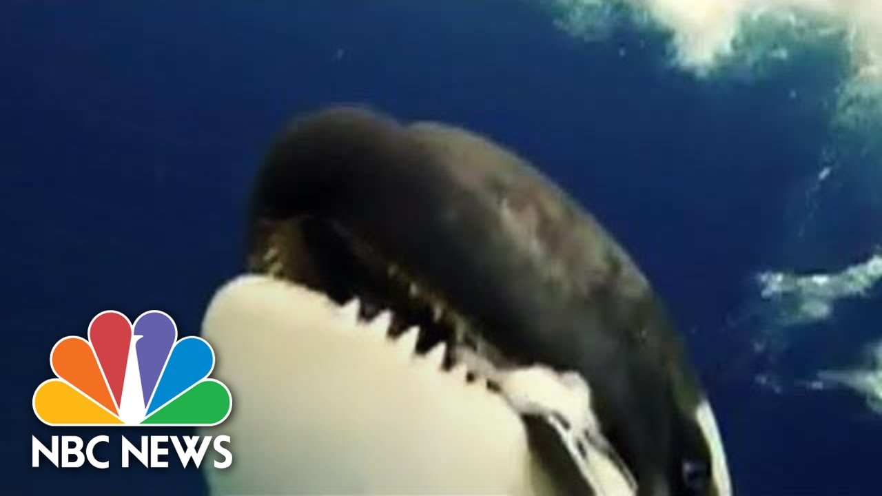 See What Happens When An Orca Gets Too Close To A Selfie Stick | NBC ...