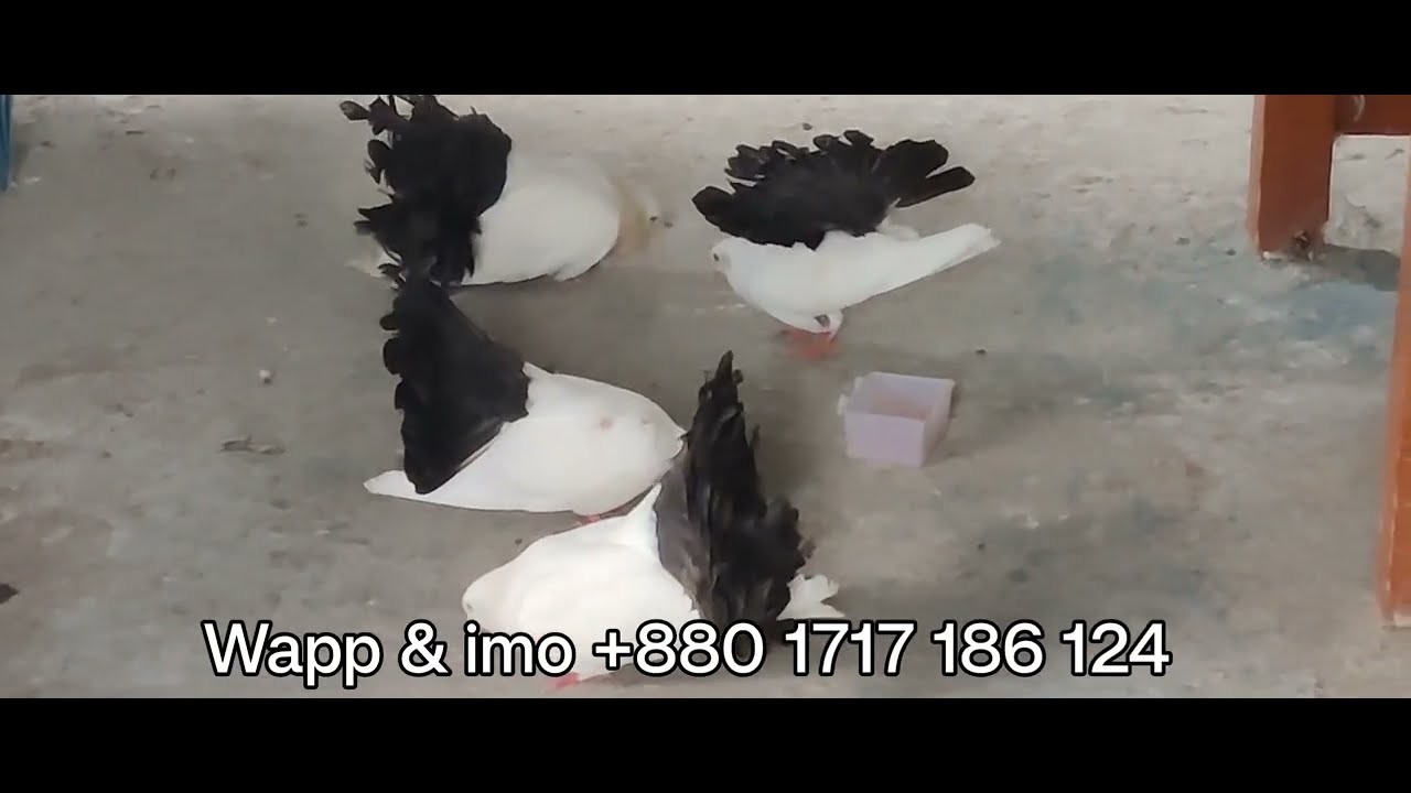 Tailmark fantail, Black Tailmark fantail, Tailmark baby - YouTube