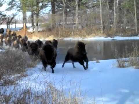 Bison Roundup at Northstar Bison - YouTube