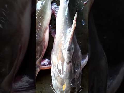 Rita fish #shorts #pdbq #fishing - YouTube