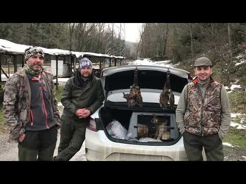 Epagneul Breton Barut çulluk avı. Woodcock hunting chasse a la becasse caccia alla beccaccia