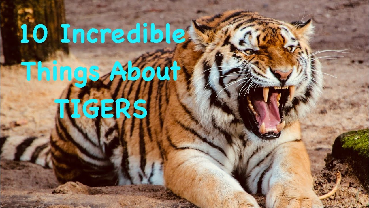10 Incredible Things About Tigers DID YOU KNOW? - YouTube