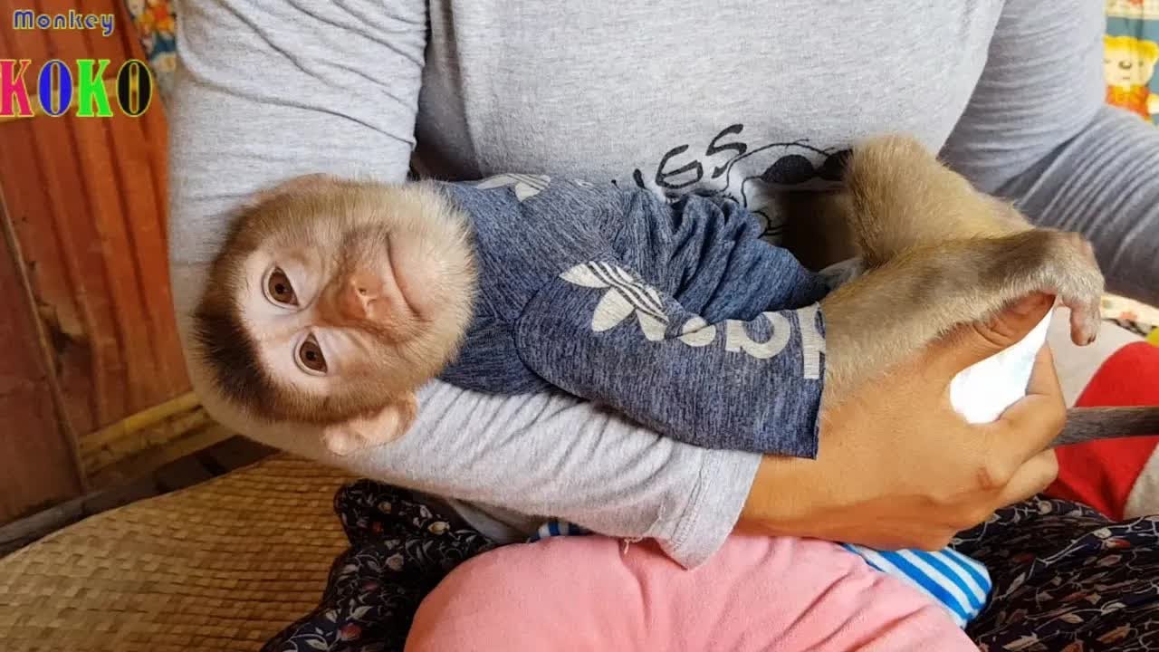 Angel Monkey Koko Lets Mom To Holding Him As Baby Human - YouTube