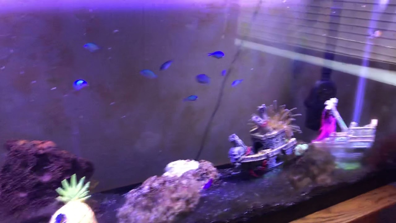 My new Cream Angelfish - YouTube