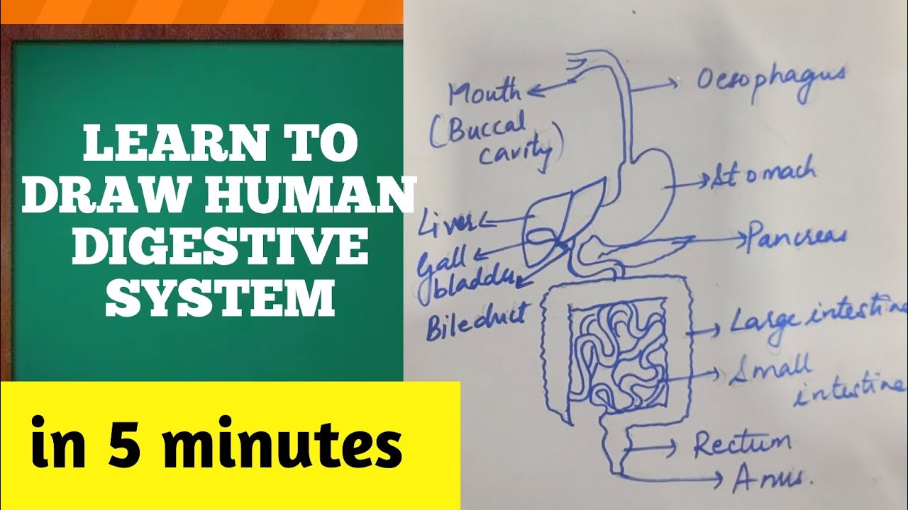 How to Draw Human Digestive System in under 5 Minutes | Easy Diagram ...