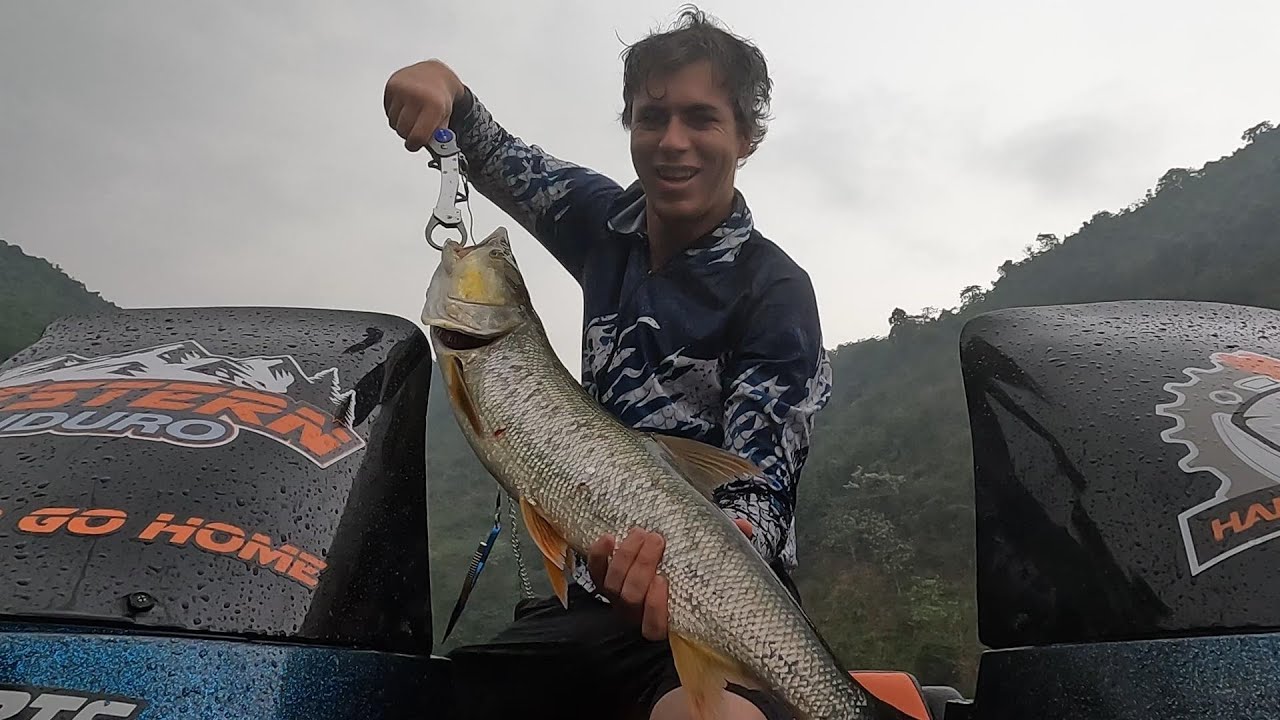 Absolute euporia catching the first decent spring Kanyu (yellowcheek ...