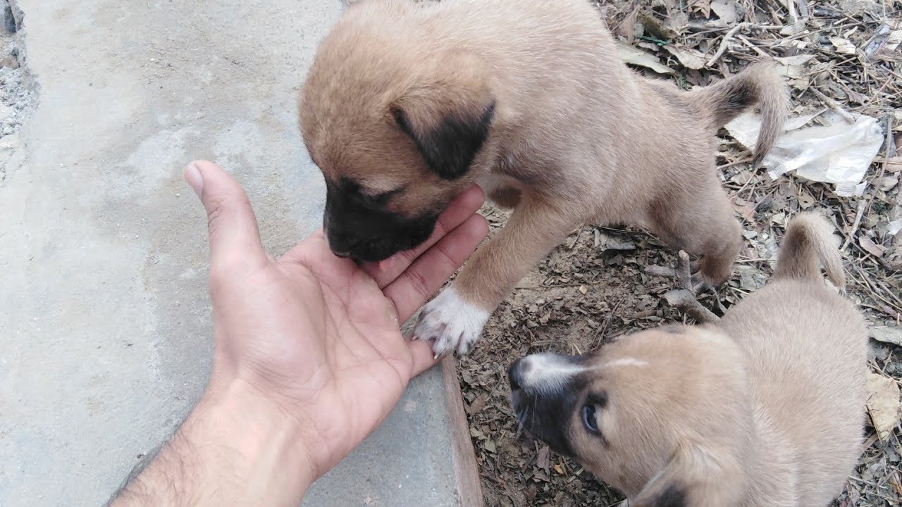 Cute Stray Puppies need all the Love & Attention!! - YouTube