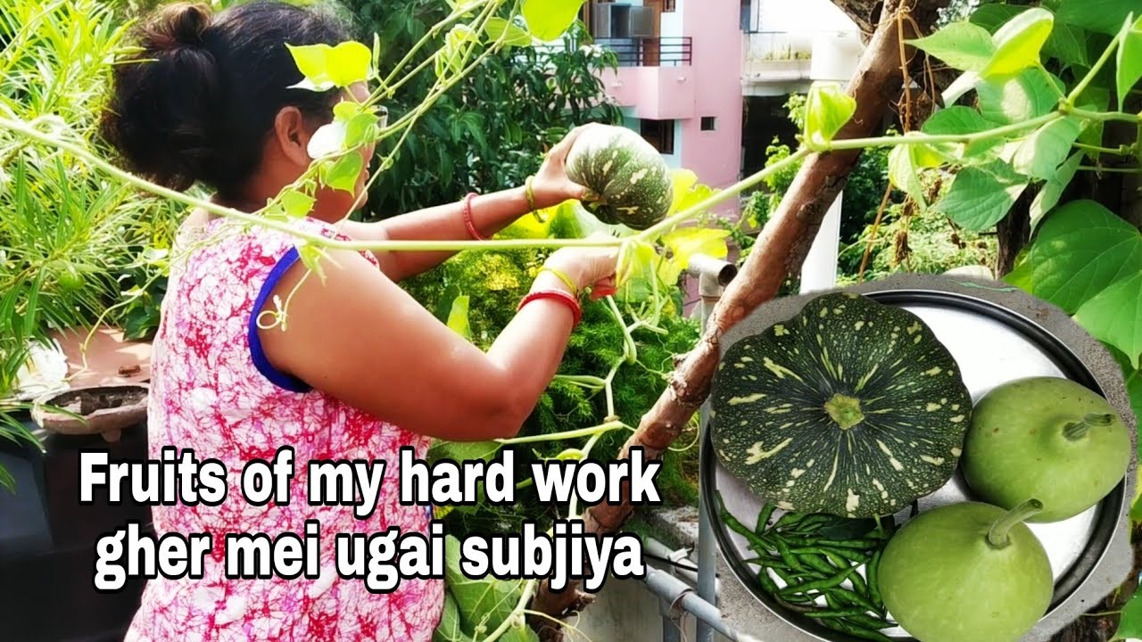 Mere chote se Terrace garden ki badi harvest subjiyo ki🍐organic ...