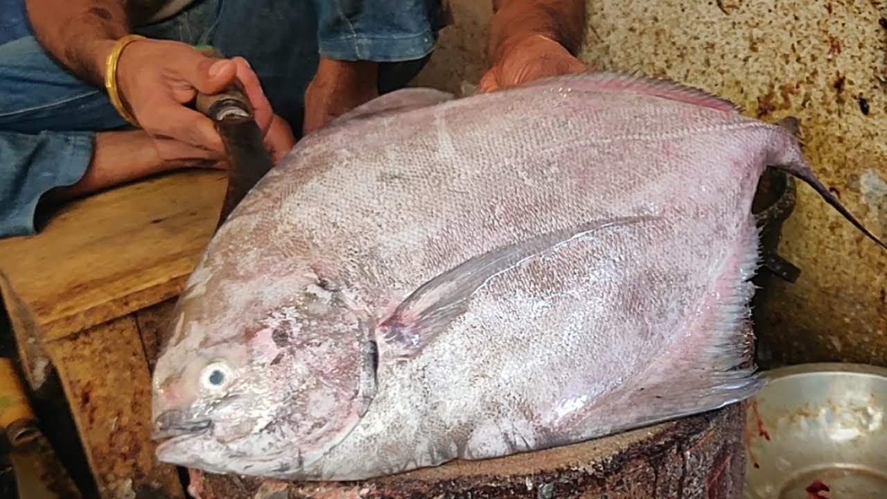 Incredibly Big Black Promfet Fish Cutting Skills By Expert Fisherman ...