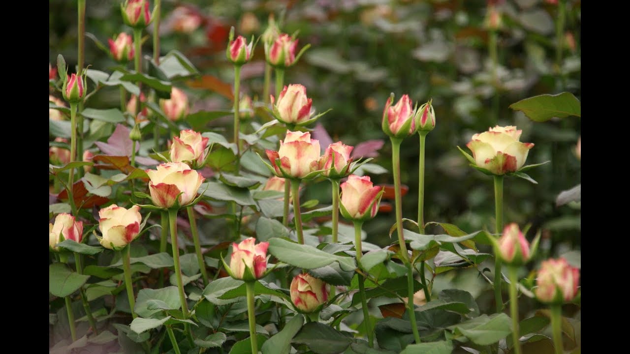 MOUNT MERU FLOWERS: Fair Trade Roses from Tanzania - YouTube