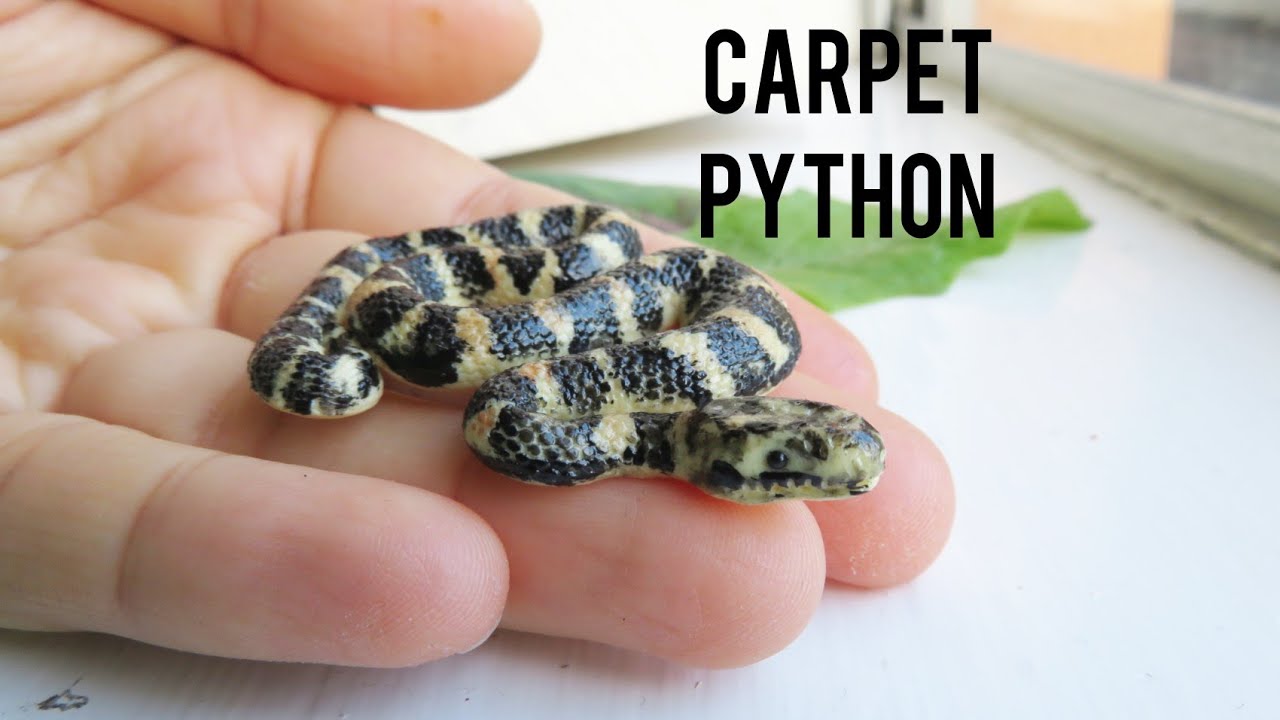Carpet Python Pendant. Handsculpted Snake. Polymer Clay. Reptile ...