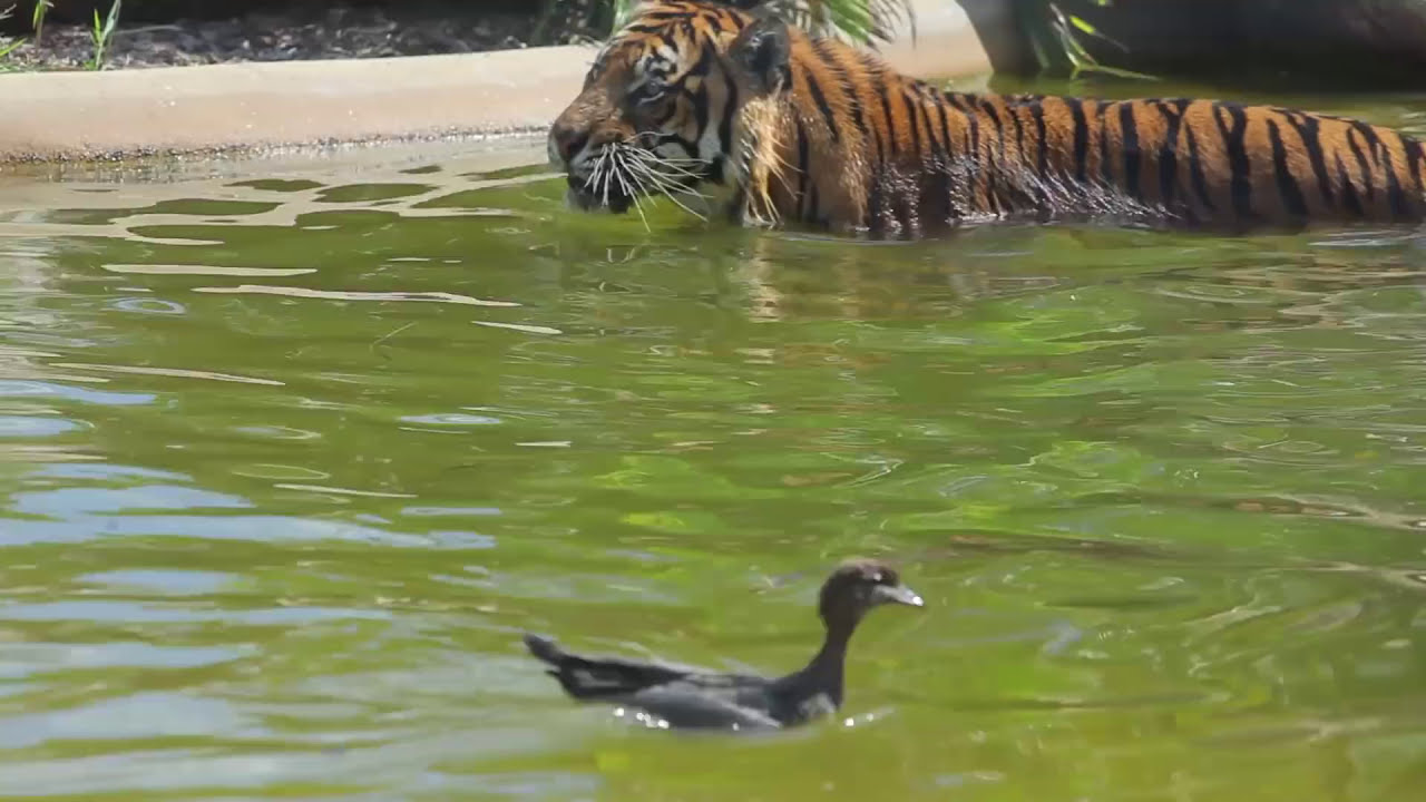 Duck Plays Deadly Game of Chicken With Tiger - YouTube