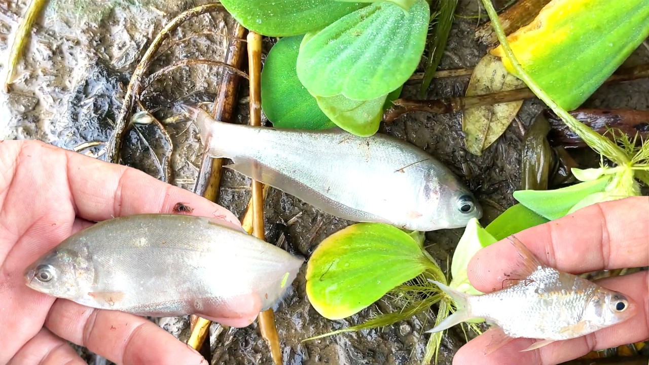 Natural small insects live under water in lake. Tilapia, gourami ...