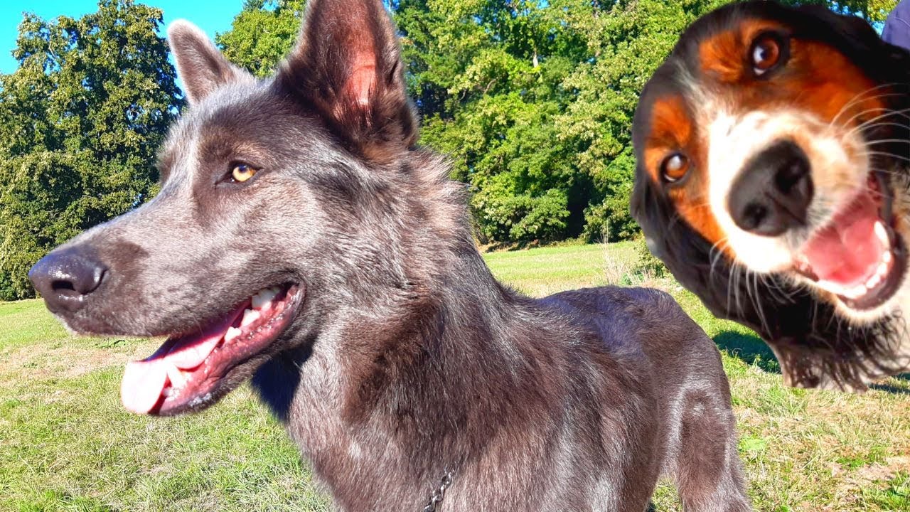 CHIEN ou LOUP ? : Nordic Timber - YouTube