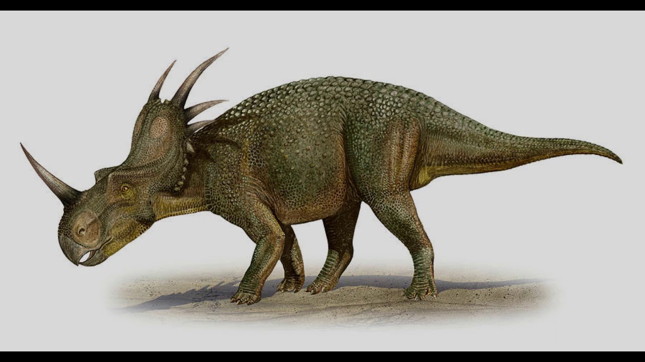 Styracosaurus Explained - YouTube