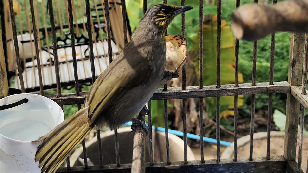 Suara Merbah Lekir Nembak Jernih - YouTube