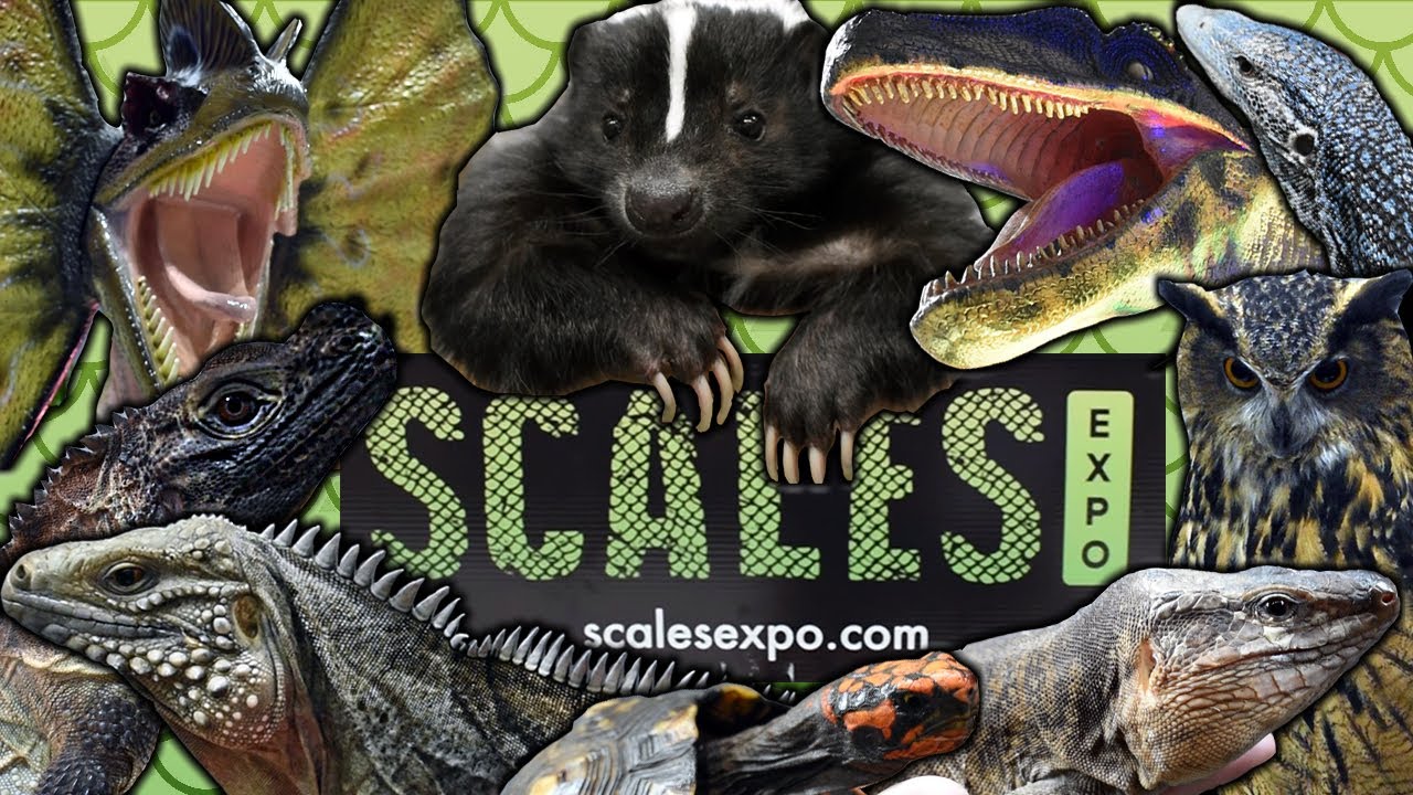 Scales Expo 2024 -REPTILE SHOW!- West Palm Beach, FL - YouTube
