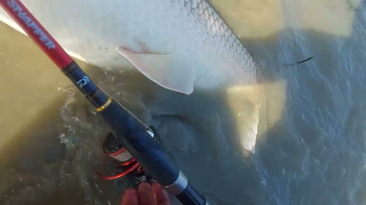 Ghaghara Rivar in UP || Mirgal fish 12KG || Ghaghra Rivar UttarPradesh ...