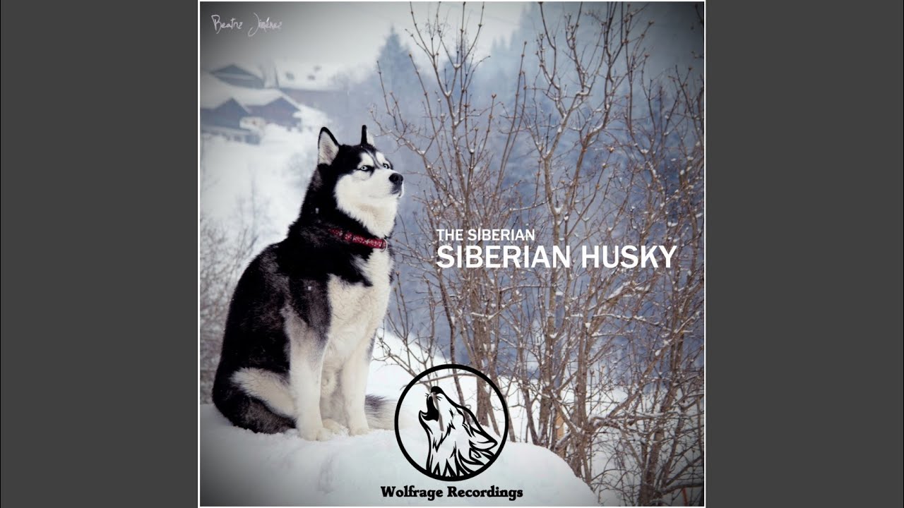 Siberian Husky (Original Mix) - YouTube Music