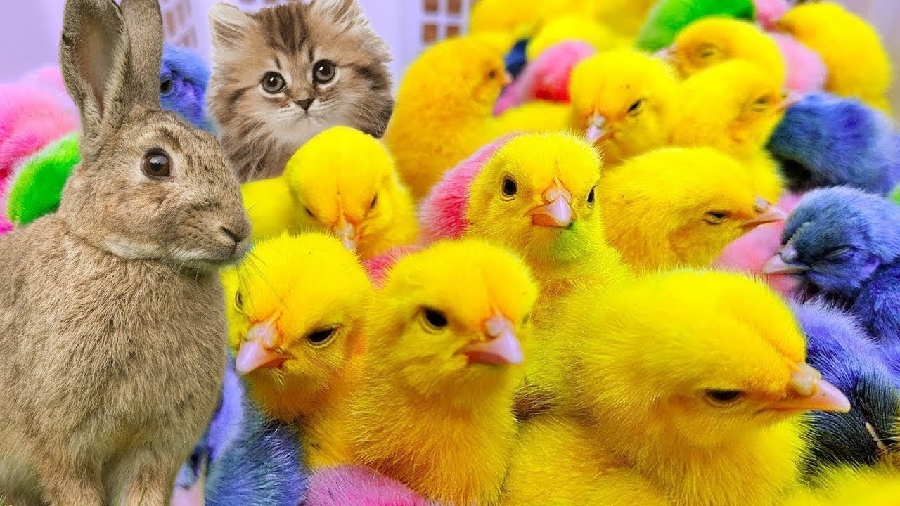 Transport cute chicks, Colorful Chicks, Rabbits, Duck Pekin, Marmot ...