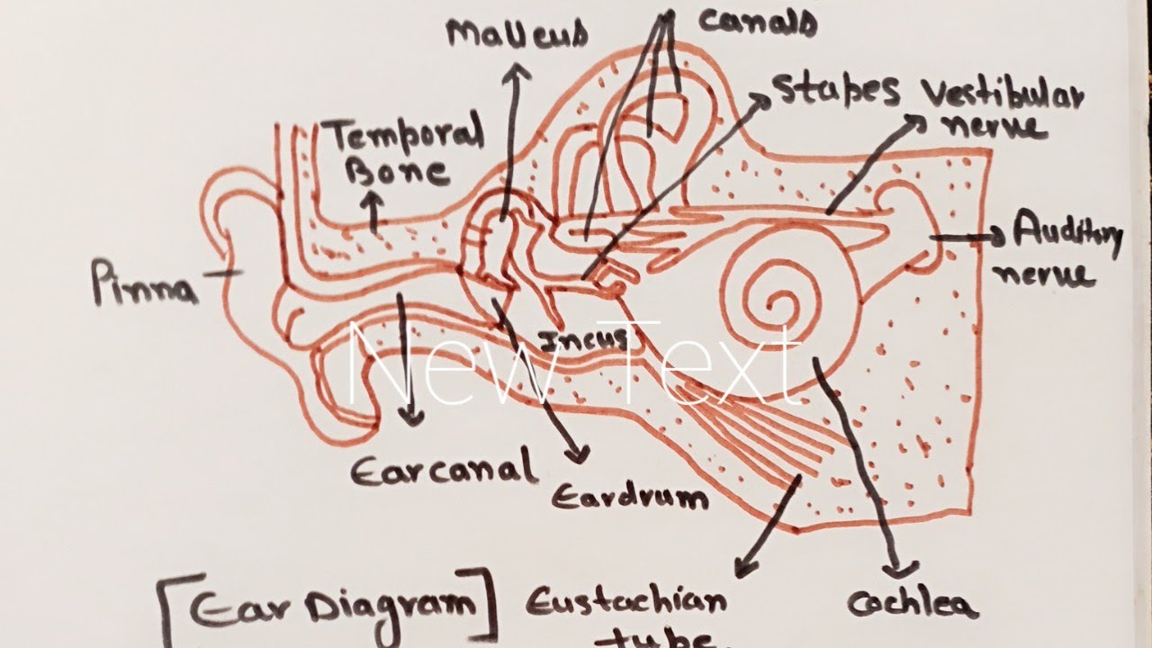 Anatomy of the Ear: Complete Ear Diagram Explained |Ear Diagram ...