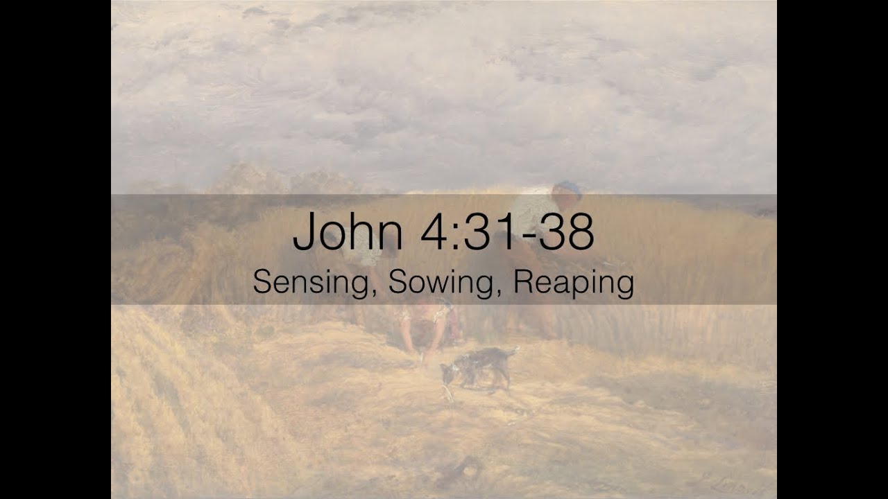 John 4 31 38 Sensing Sowing And Reaping YouTube John 4 31 38 Sensing Sowing And Reaping YouTube