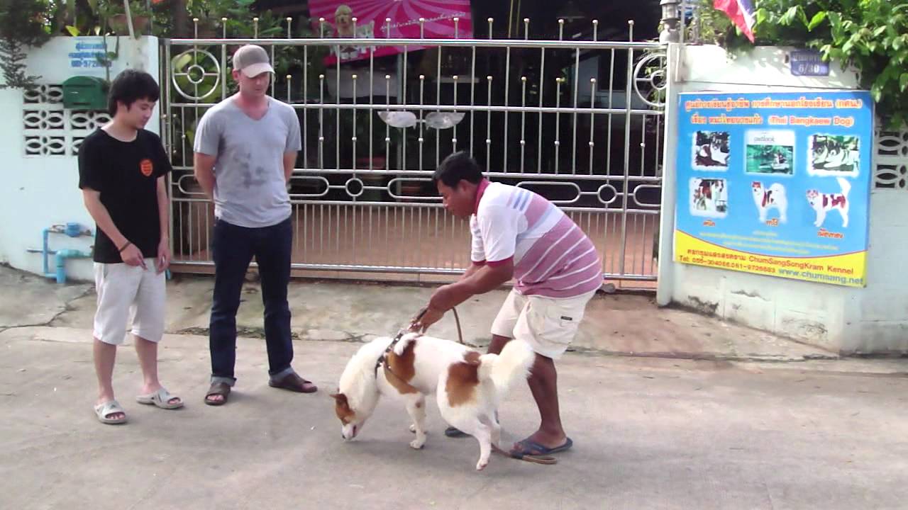 สุนัขบางแก้ว Thai bangkaew dog name " BOVI " - YouTube