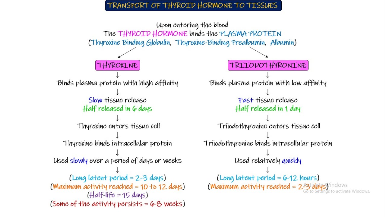Transport of Thyroid Hormone to tissues. Chapter 77 part 3. Guyton and ...