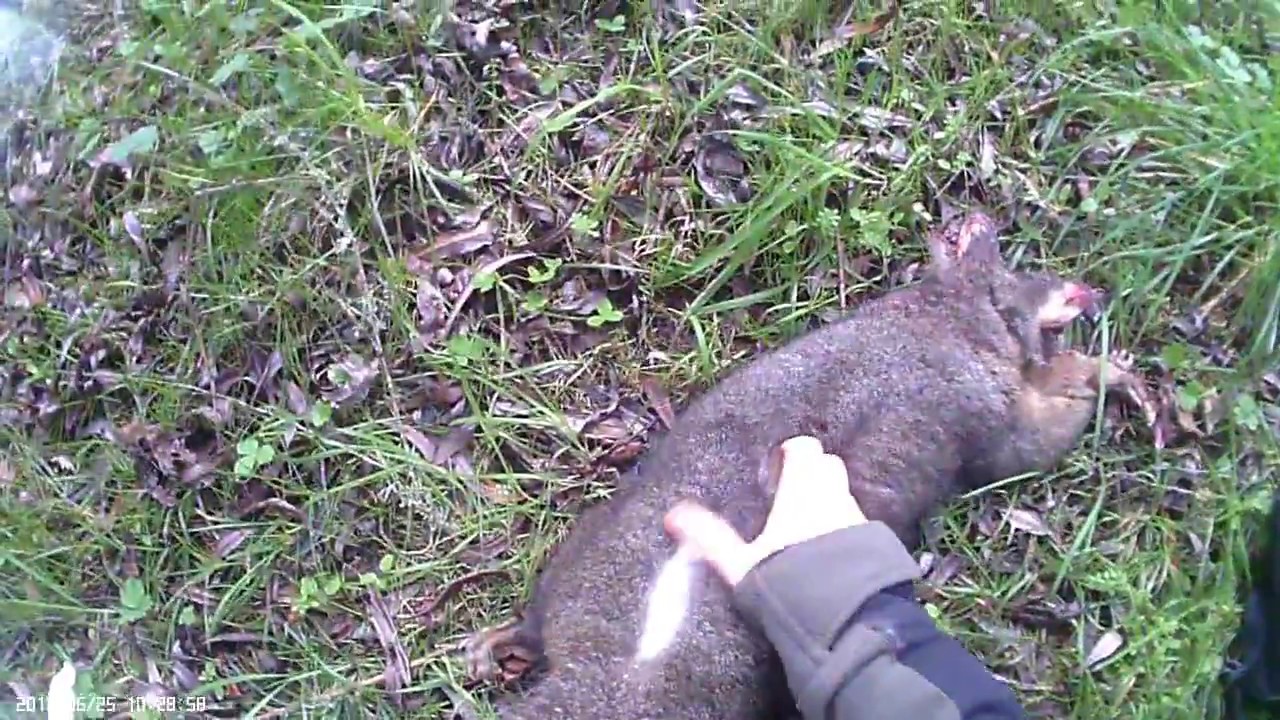 Checking My Possum Traps NZ #3 - YouTube