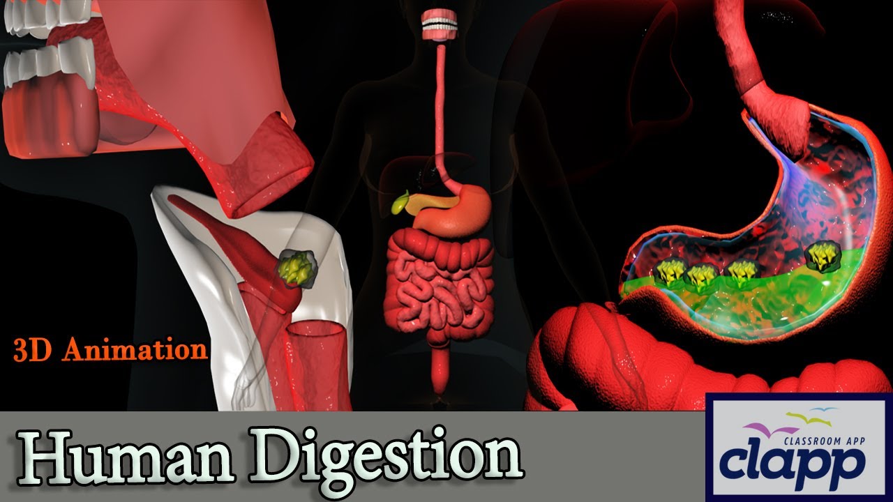 Human Digestive System- A quick guide (3D Animation) - YouTube