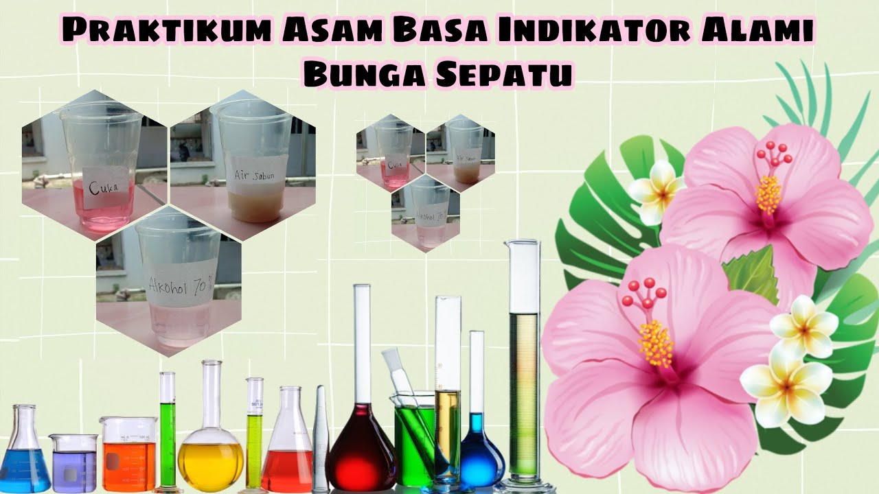Praktikum asam basa indikator alami bunga sepatu - YouTube